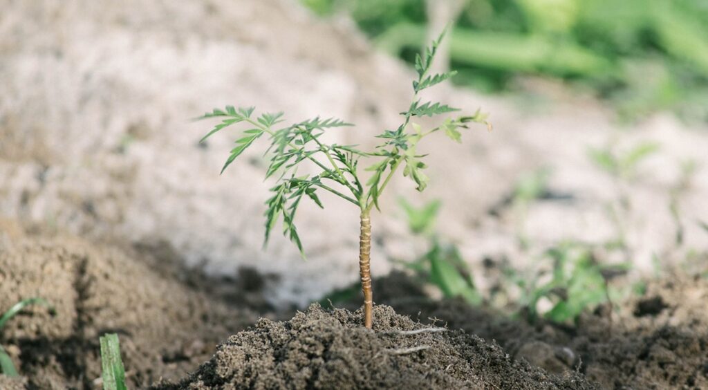 Future Growth with One Tree Planted - Glasses Direct Blog